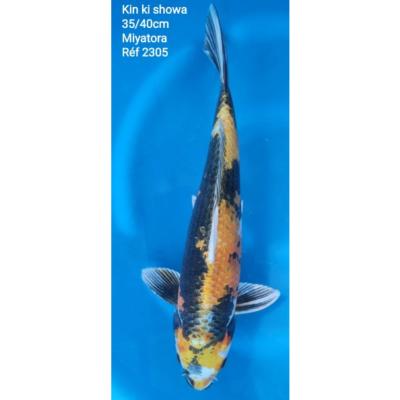 Kin Ki Showa 30/35cm réf2305