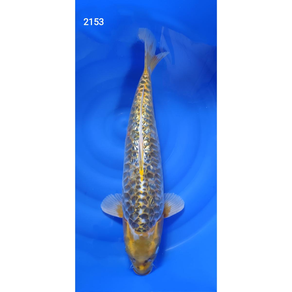 Doitsu Kuryu Gin Rin 58cm réf2153