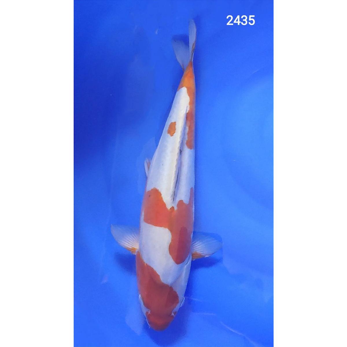 Doitsu Ochiba 41cm réf2435