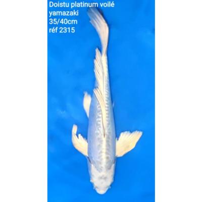 Doitsu Platinum Voilé 35/40cm réf2315