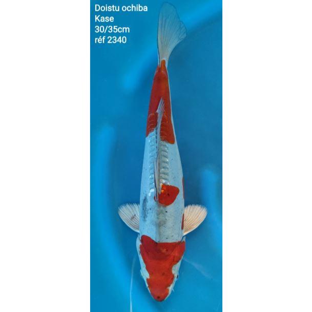 Doitsu Ochiba 30/35cm réf2340